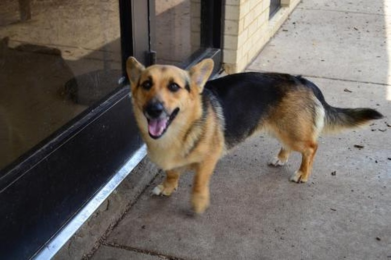 These 26 Corgi Mixes Prove The Best Things In Life Come In Small ...
