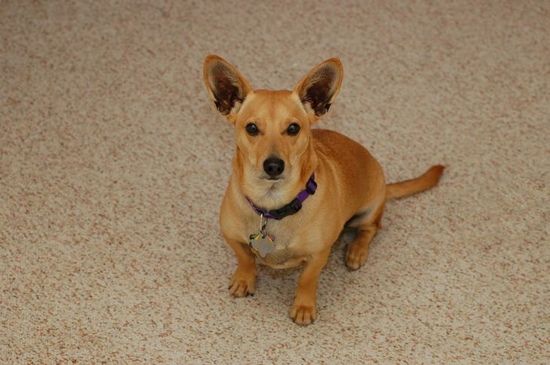 These 26 Corgi Mixes Prove The Best Things In Life Come In Small ...