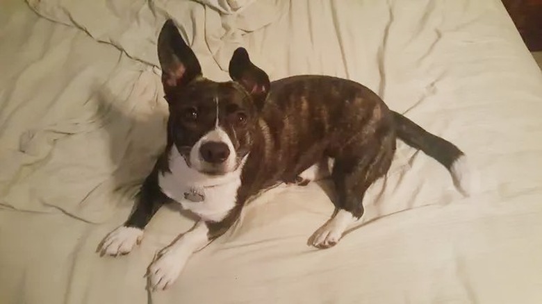 These 26 Corgi Mixes Prove The Best Things In Life Come In Small ...