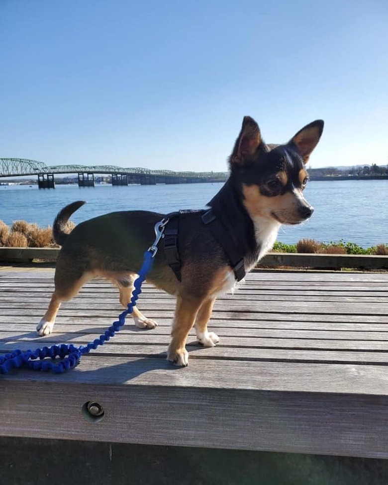 These 26 Corgi Mixes Prove The Best Things In Life Come In Small ...