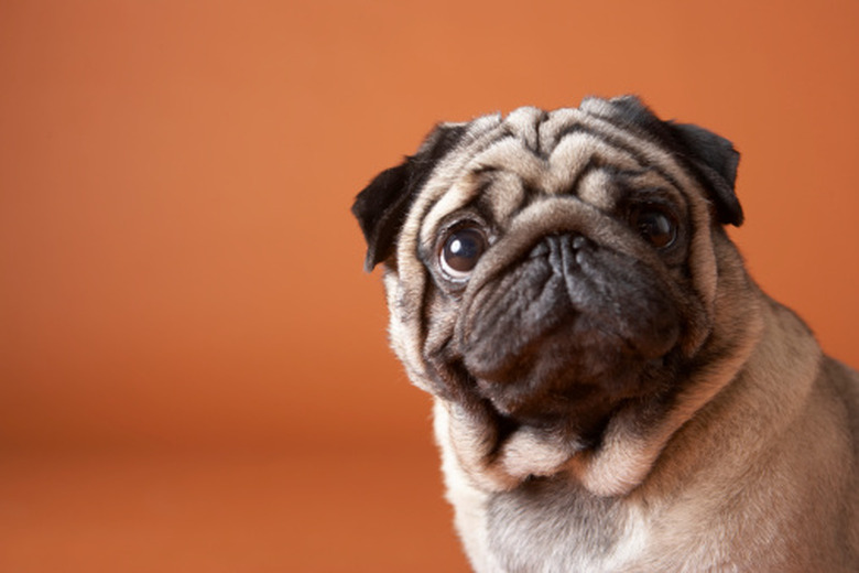 What Two Breeds Make Up A Pug? | Cuteness