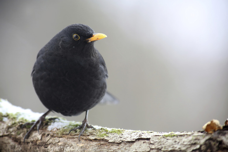 Black Bird With Yellow Beak? Here Are Birds With Yellow Beaks You Might ...
