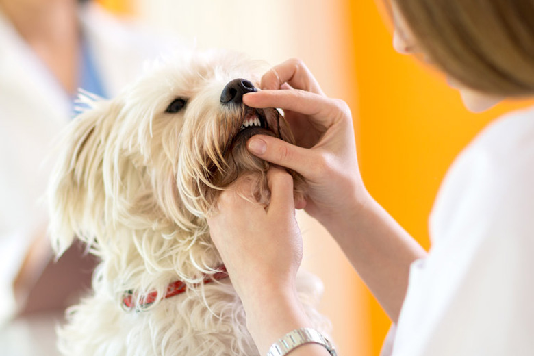 Why Did My Dog's Teeth Turn Yellow?