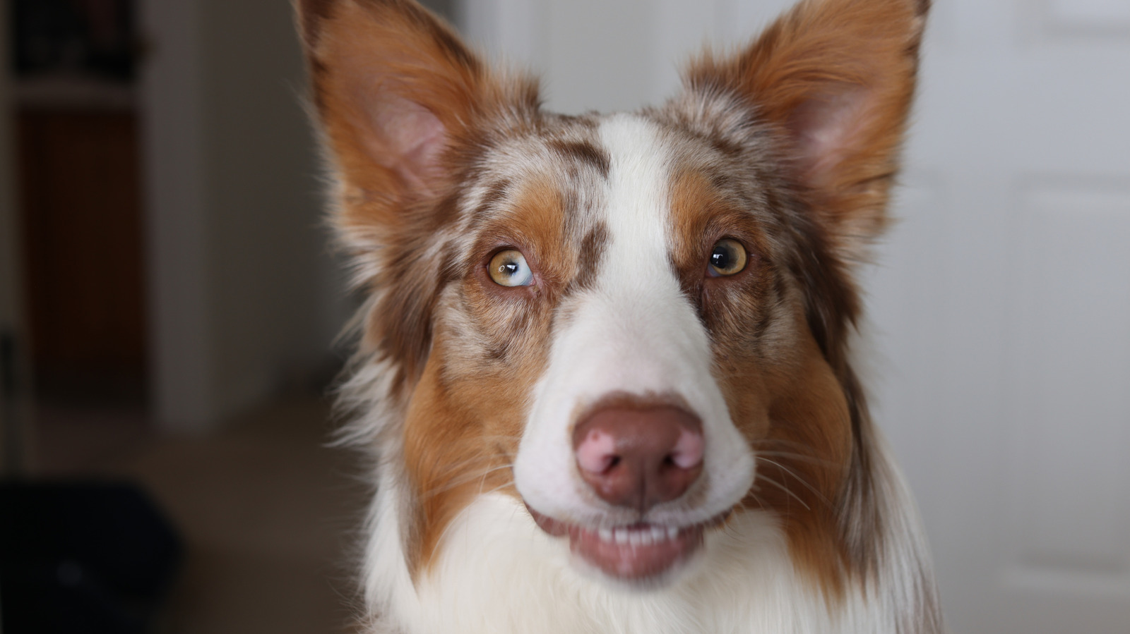 12 Facial Expressions Dogs Can Make (And What Each Might Mean)