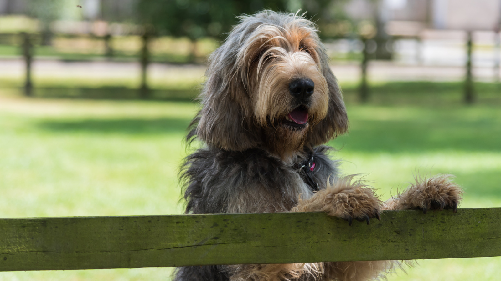 13 Once-Popular Dog Breeds You Don't See As Often Anymore