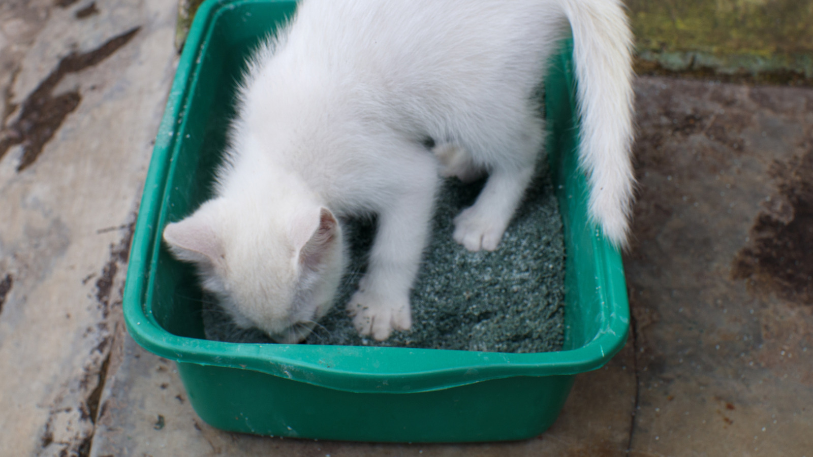 13 Reasons Cats Eat Poop That You Shouldn't Ignore (And What To Do ...