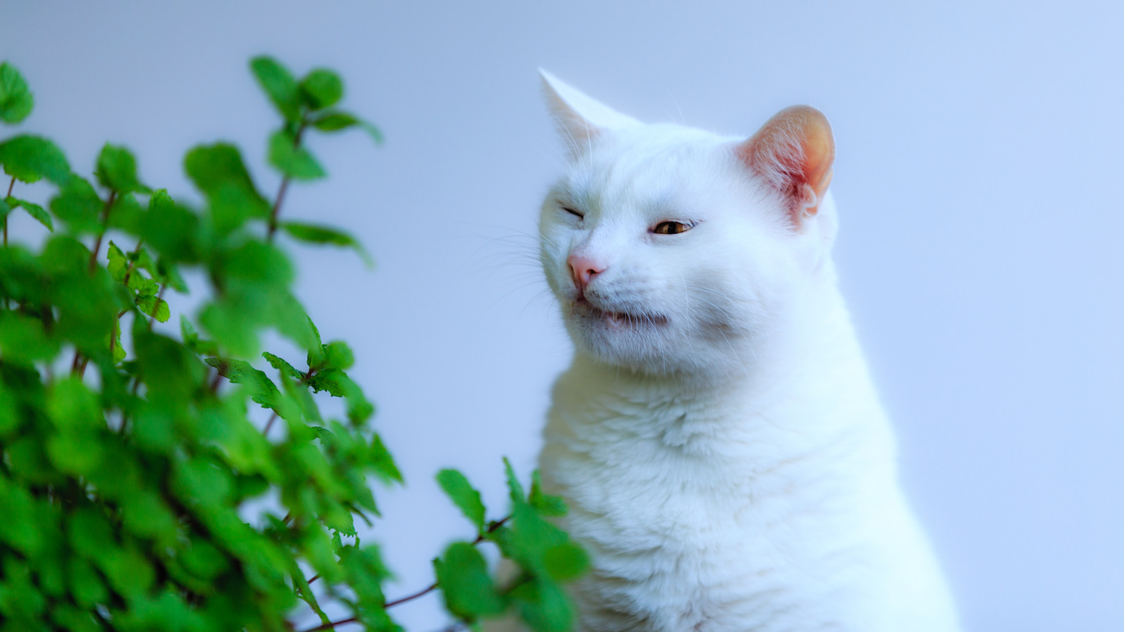13 Smells Cats Despise (And Dangerous Scents You Should Avoid At All Costs)