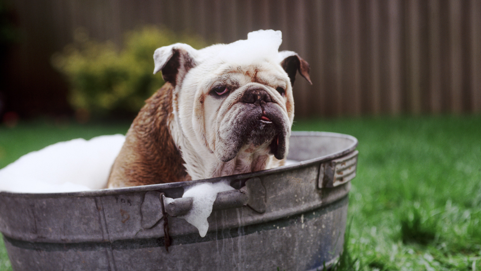 13 Things People Do That Dogs Hate