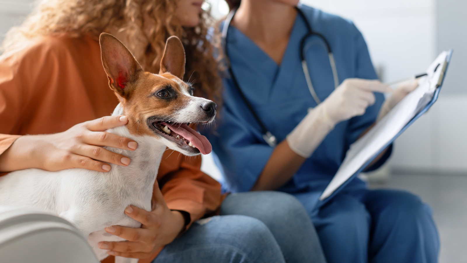 14 Questions You Should Always Ask During A Vet Appointment