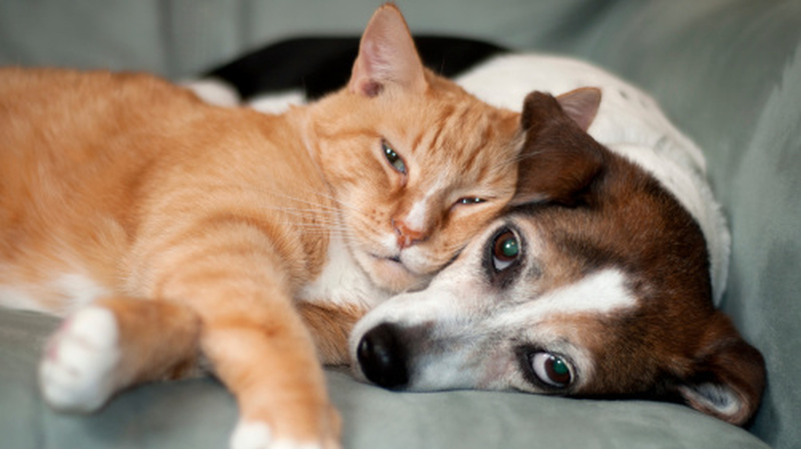 Cats And Dogs Living In Harmony