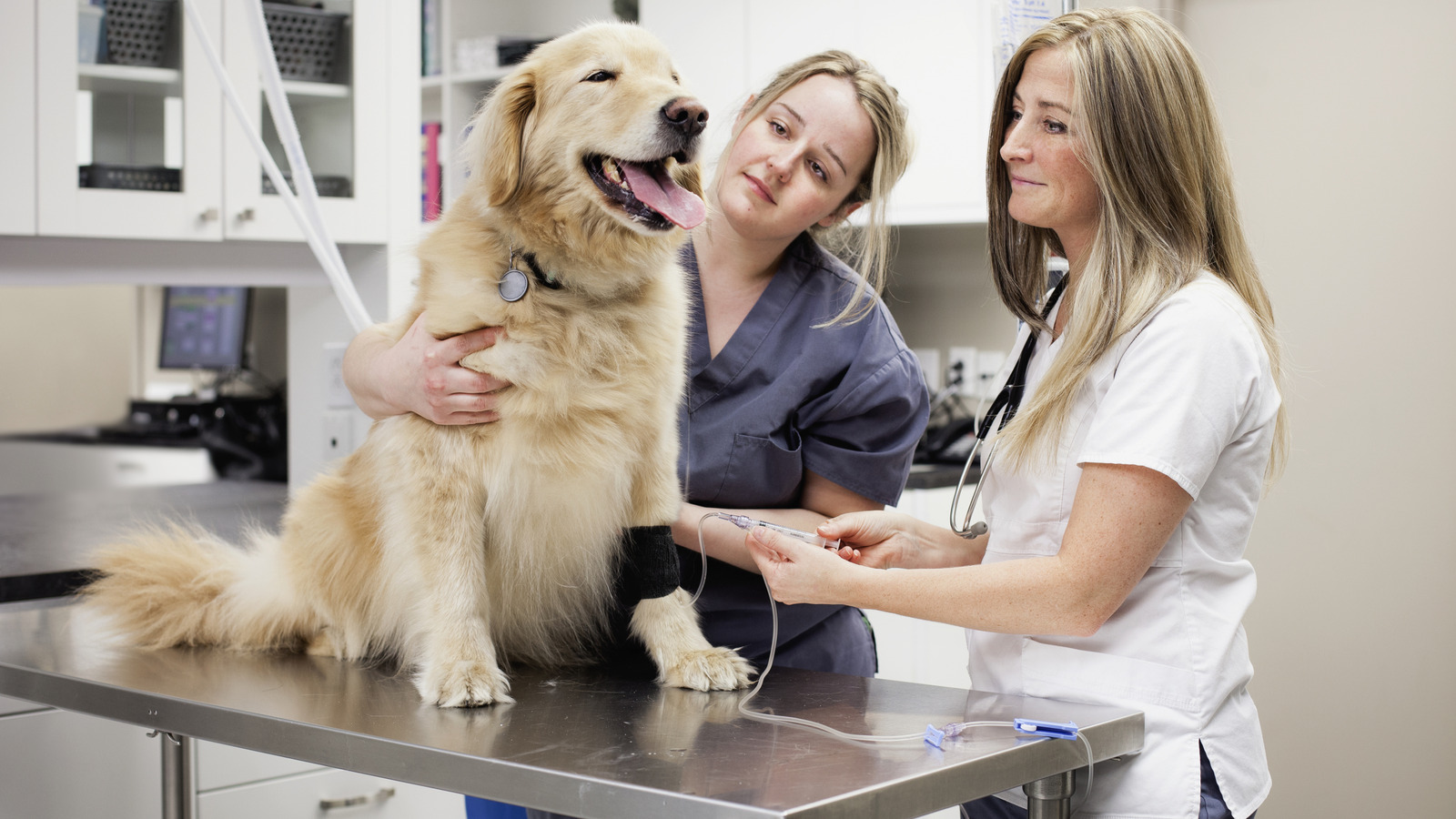 14 Questions You Need To Ask When Searching For A Regular Vet
