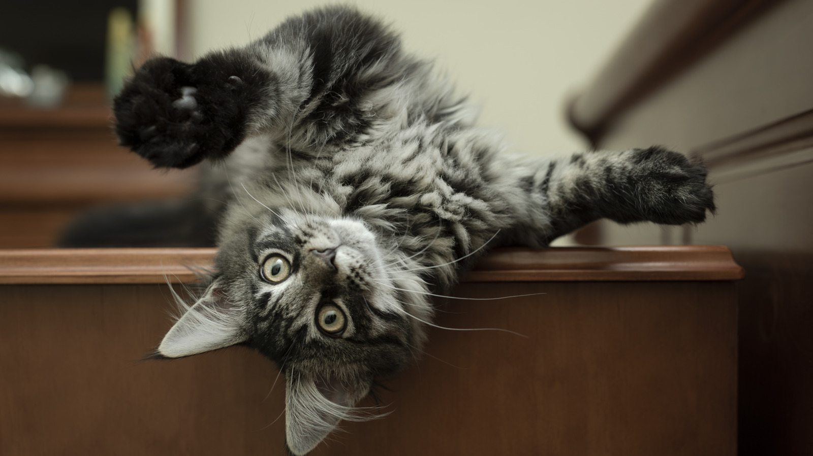 Over 100 Names For Your Maine Coon Cat