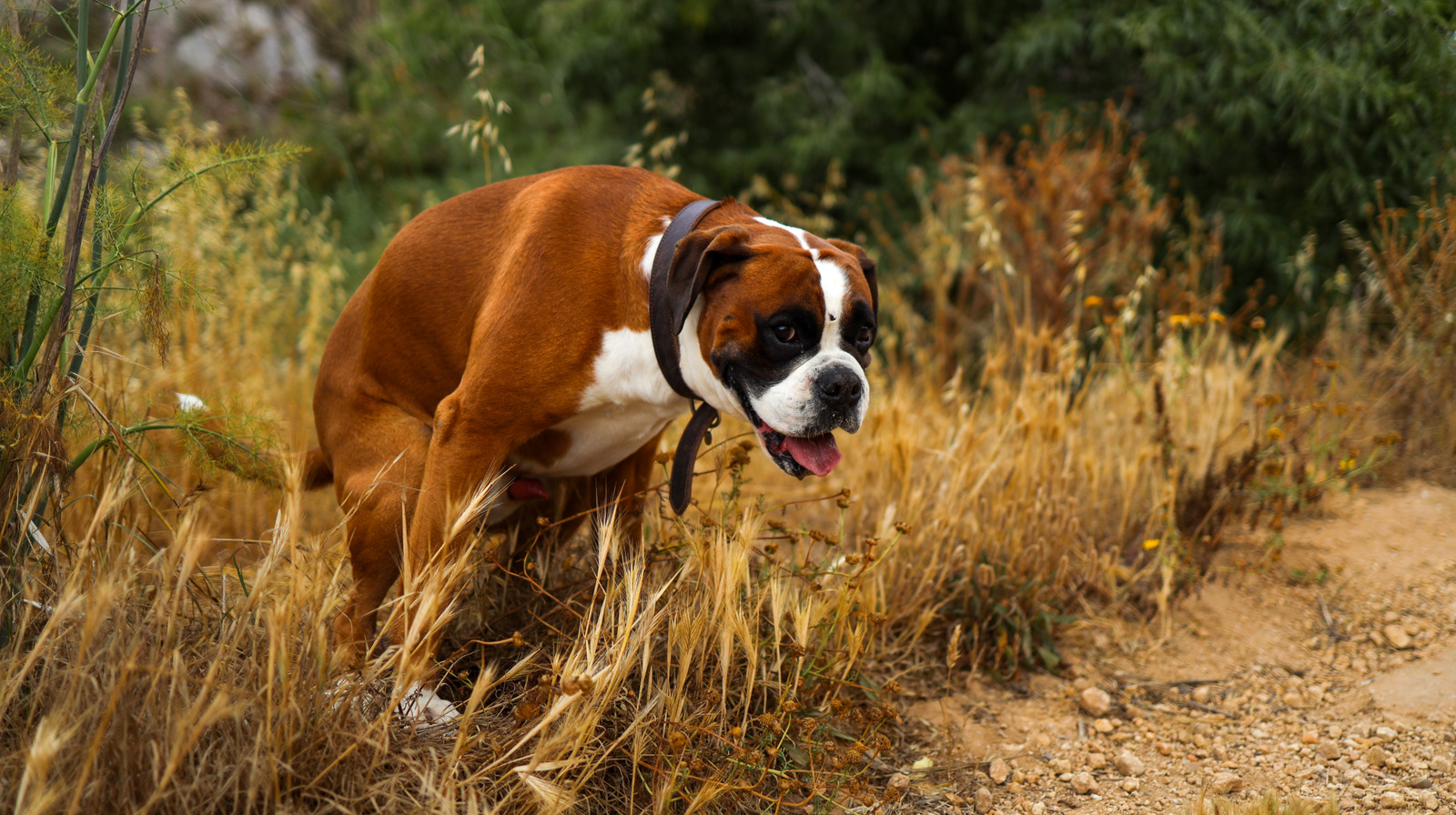 4 Reasons Your Dog Is Pooping So Much (And When To Be Worried)