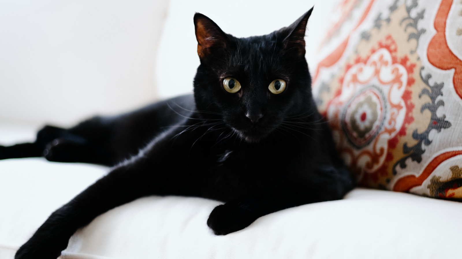 The Truth About Black Cats