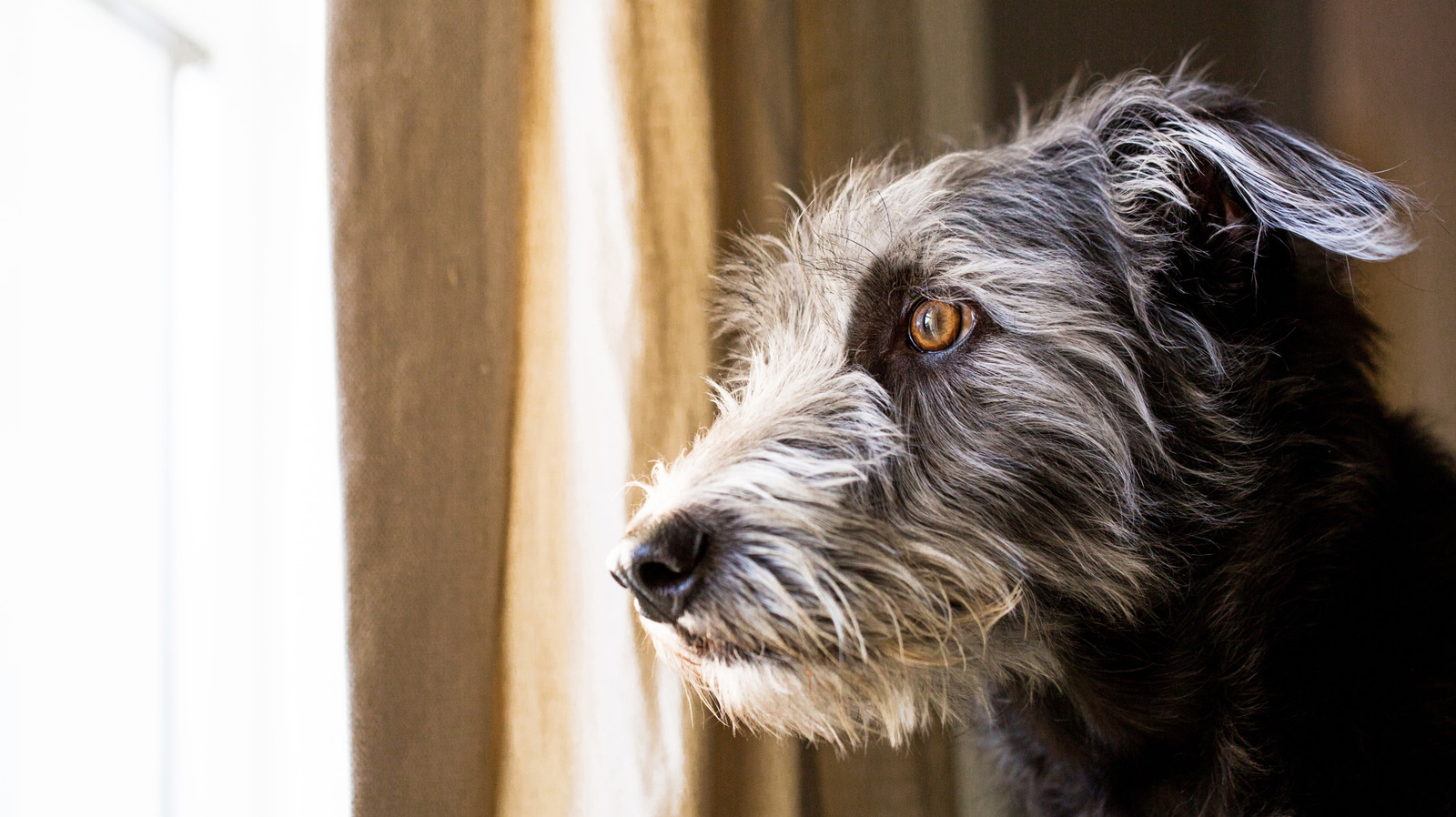 5 Telltale Signs Your Dog Has Separation Anxiety