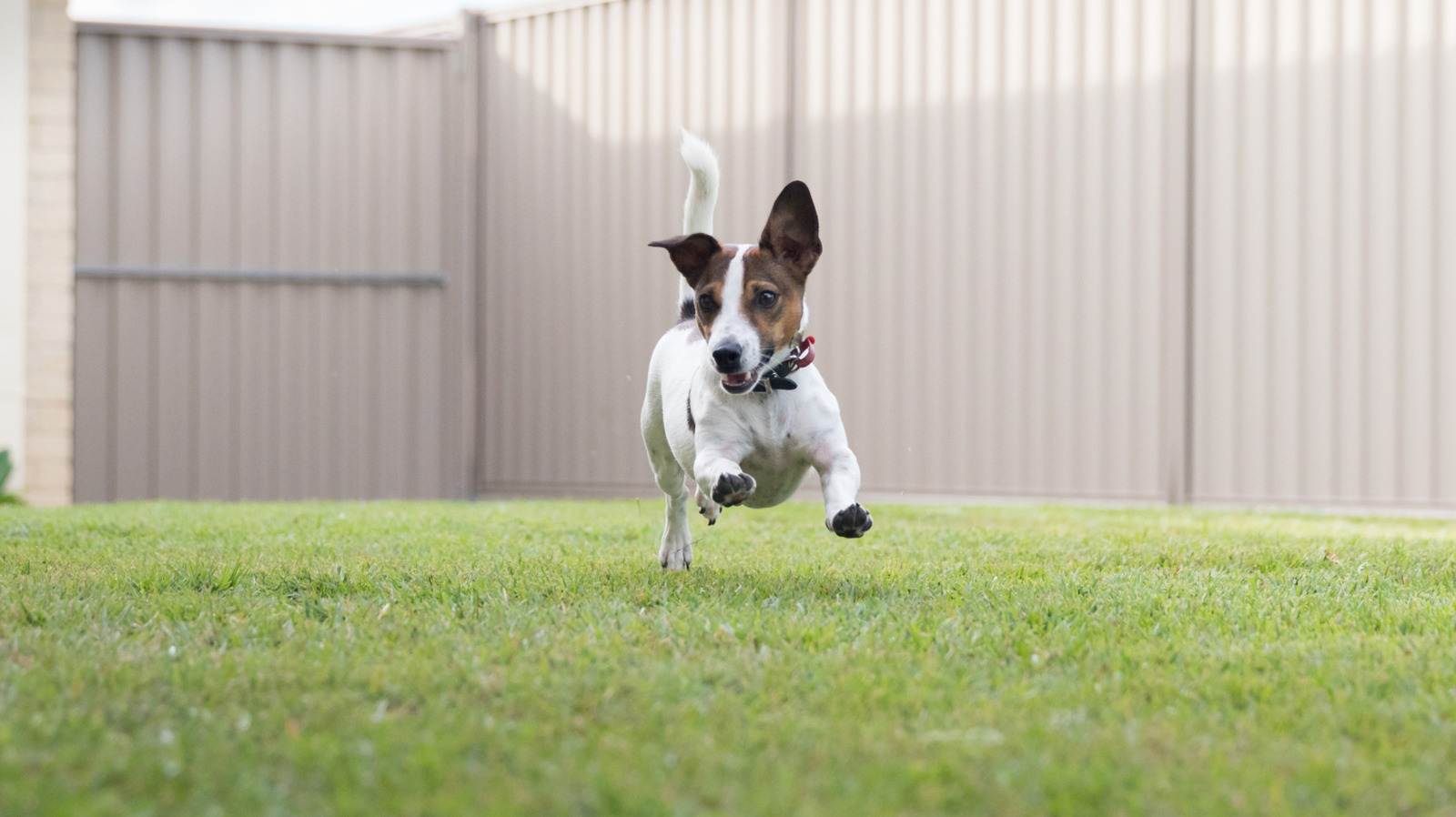 5 Tips For Keeping A Dog In Your Backyard