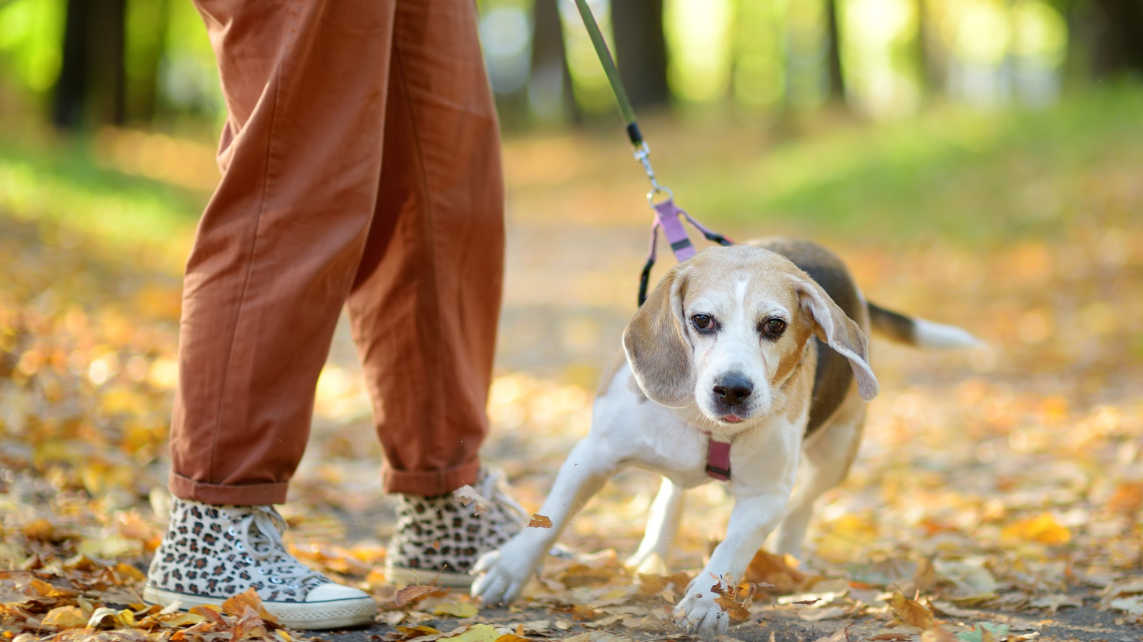 5 Tips To Stop Your Dog From Pulling Its Leash (Their Safety Depends On It)