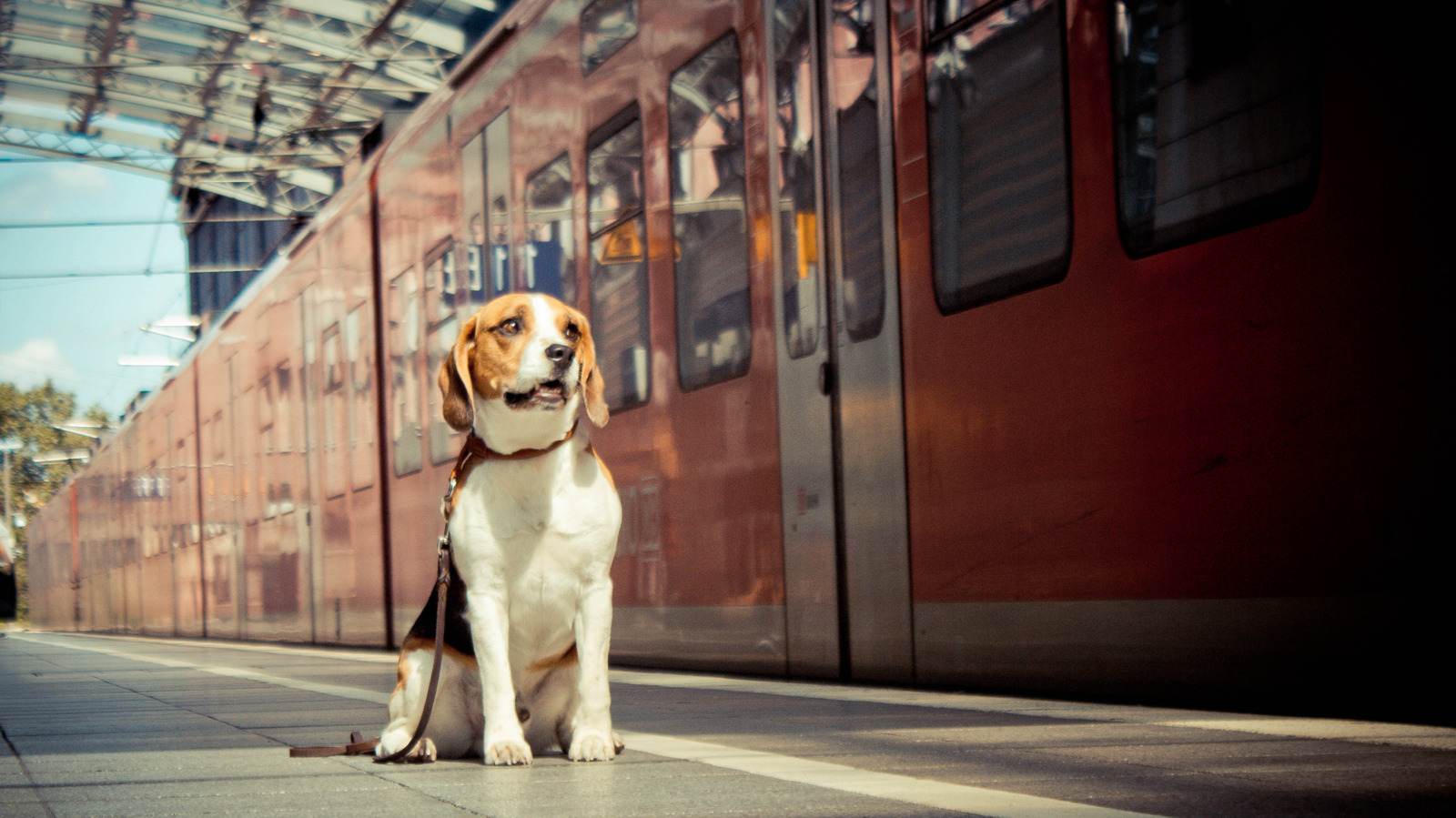 5 Travel Essentials Every Dog Owner Should Have