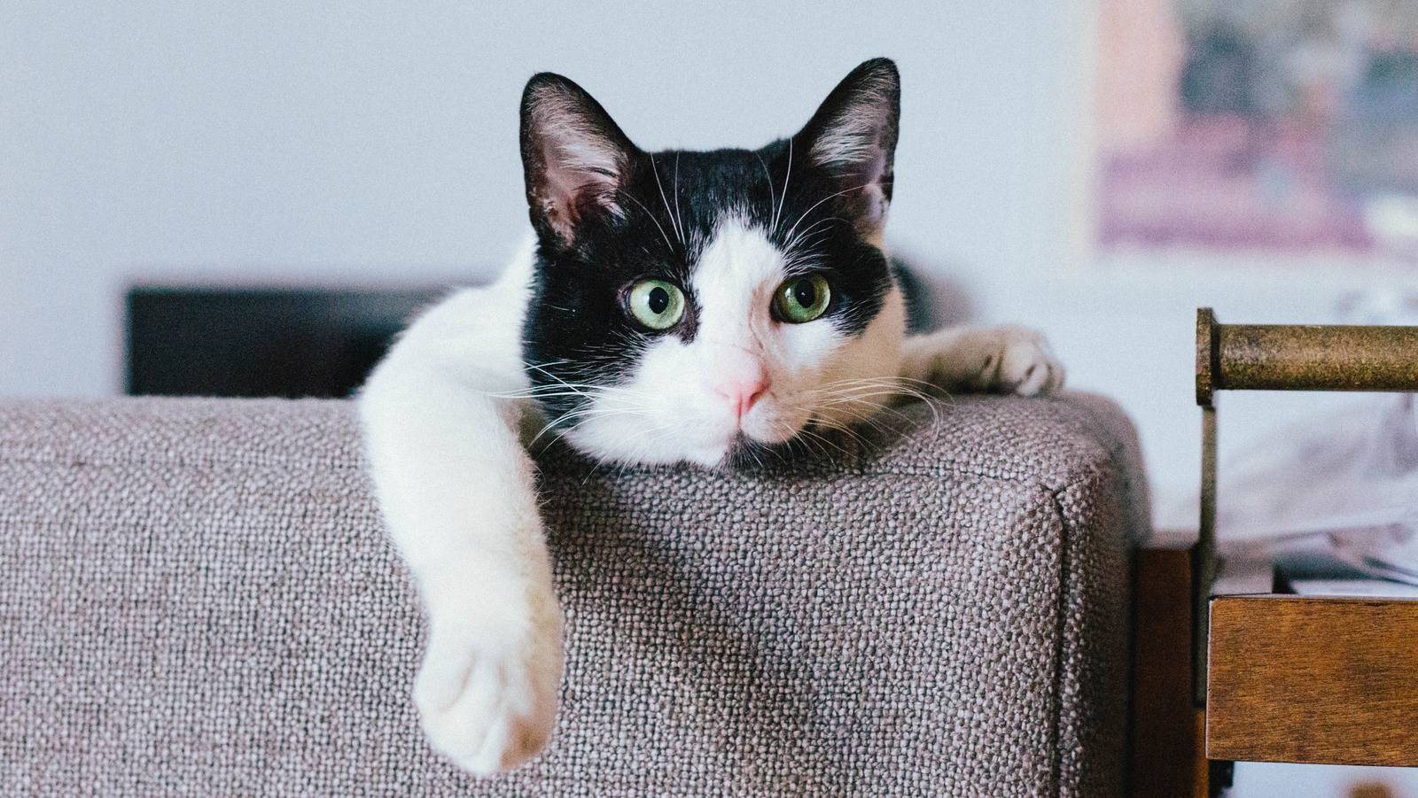 5 Ways To Keep Cats Off Furniture With Items You Already Have At Home