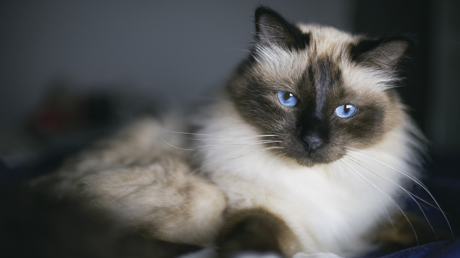 Birman Cats Are Easy To Train And Family-Friendly