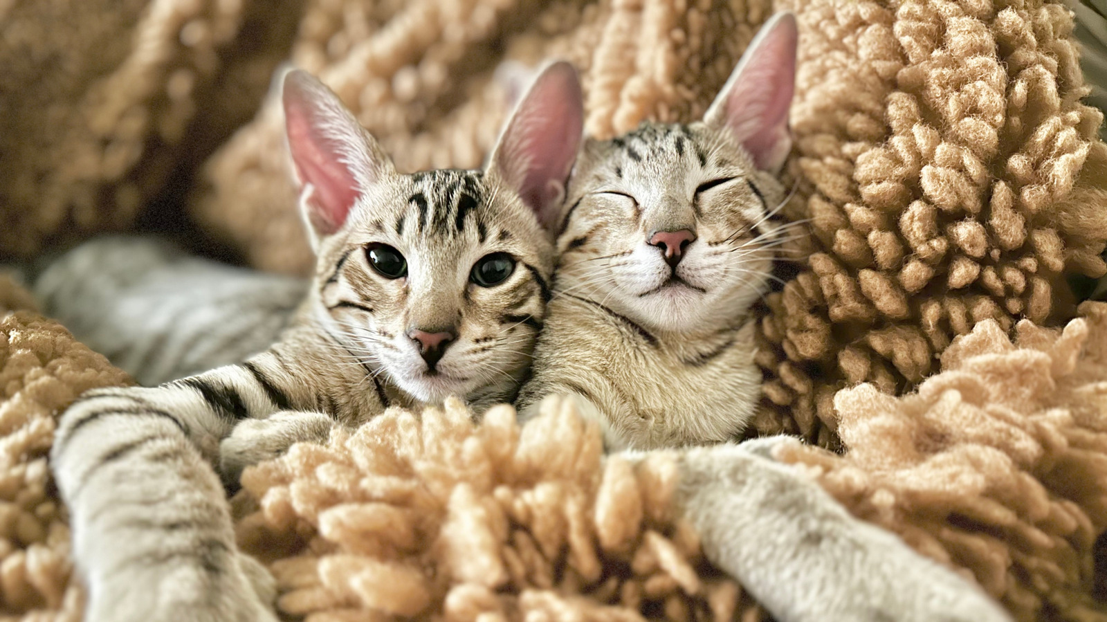 Serengeti Cats Are A A Newer, Rarer Breed And A Mix Between Energetic ...