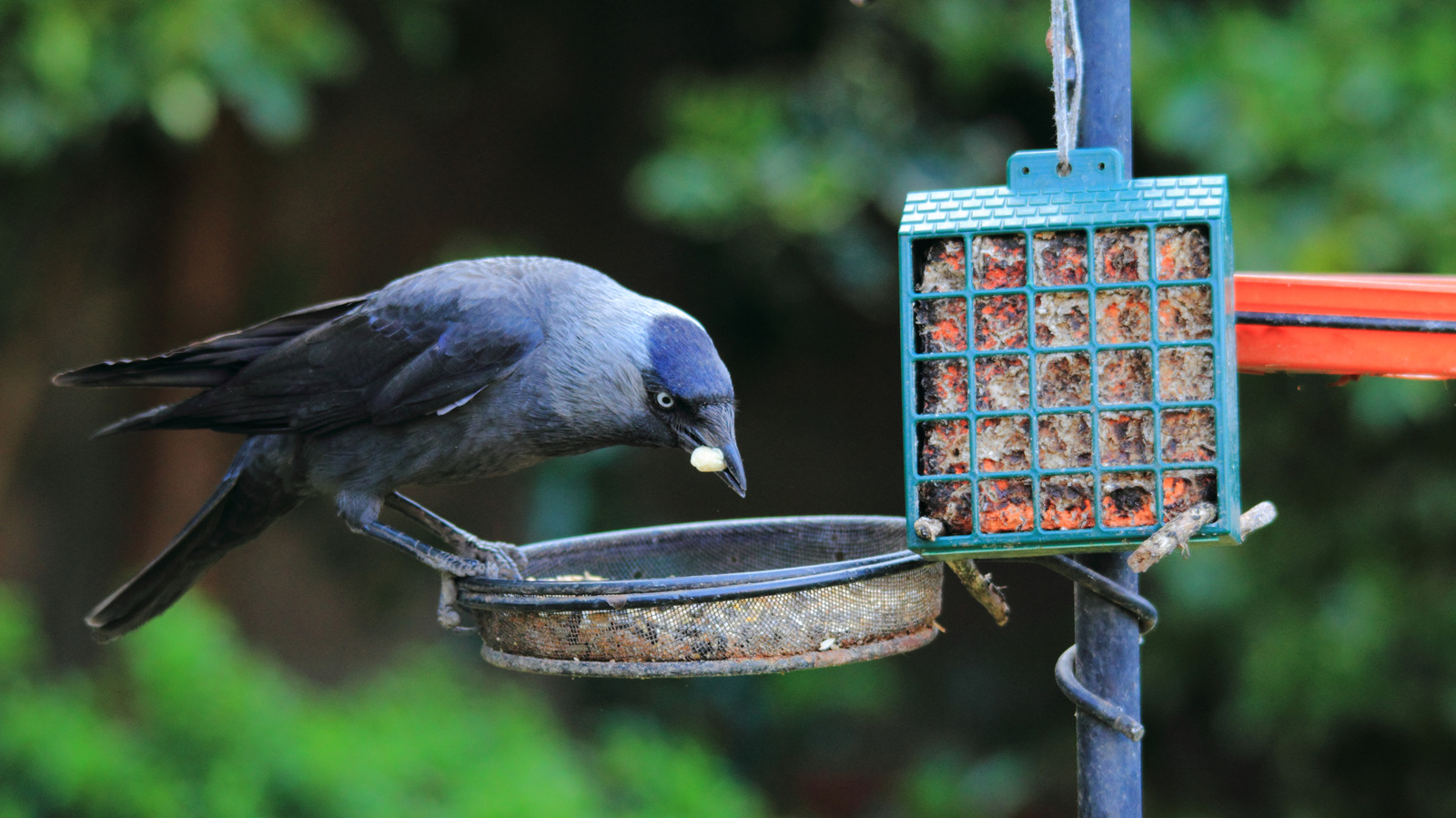 Birds You Never Want To See At Your Backyard Feeder (And How To Keep ...