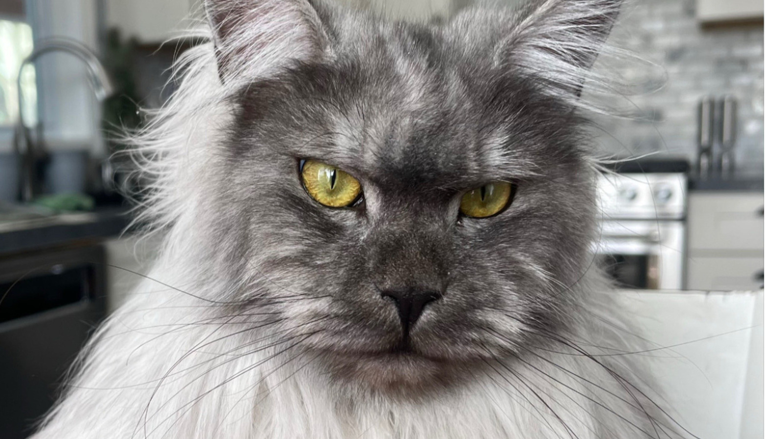 Black Smoke Maine Coon With Gold Eyes Looks Like She Could Be A Magical ...