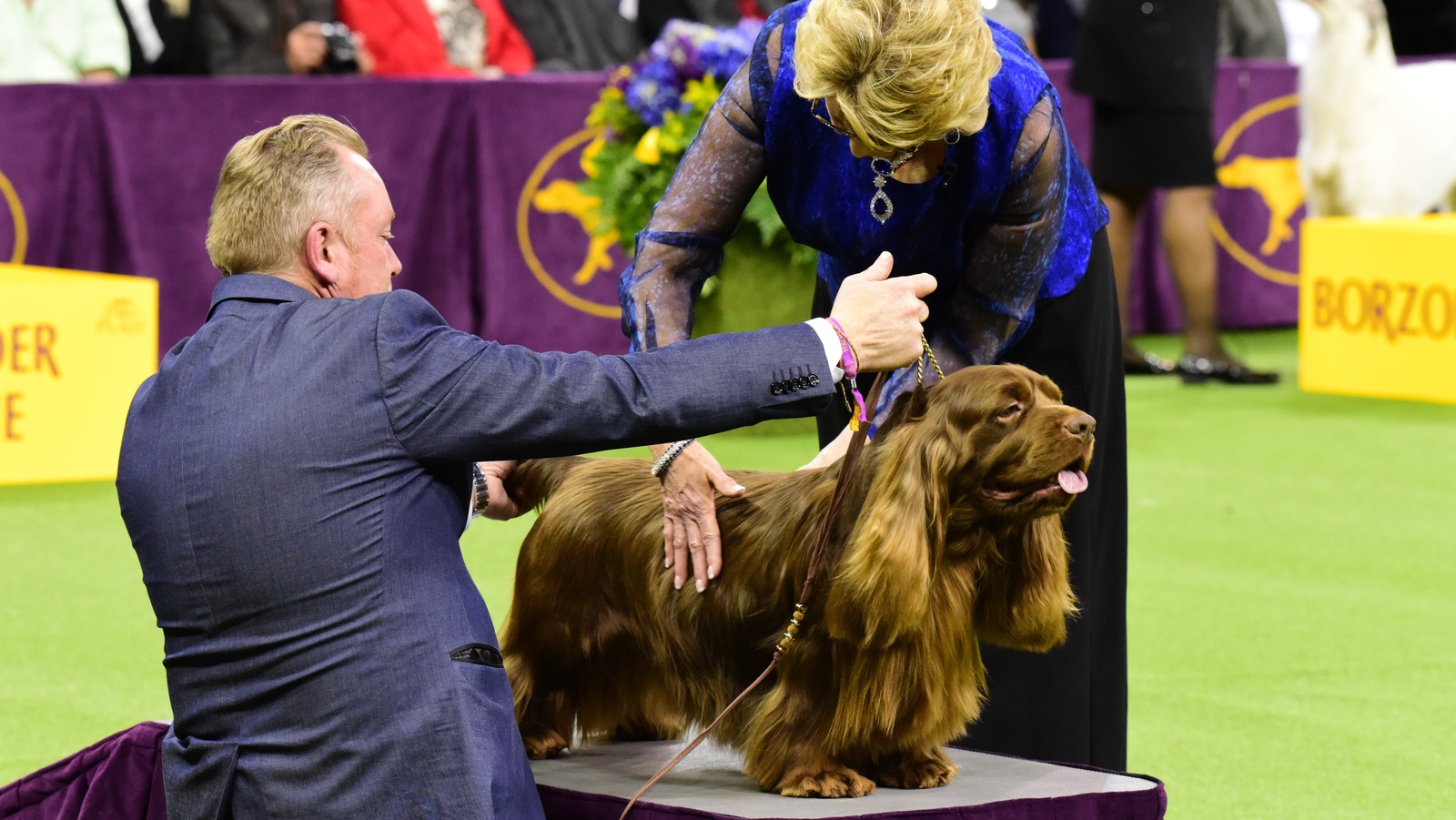 Breeds You've Probably Never Heard Of At The 2025 Westminster Dog Show