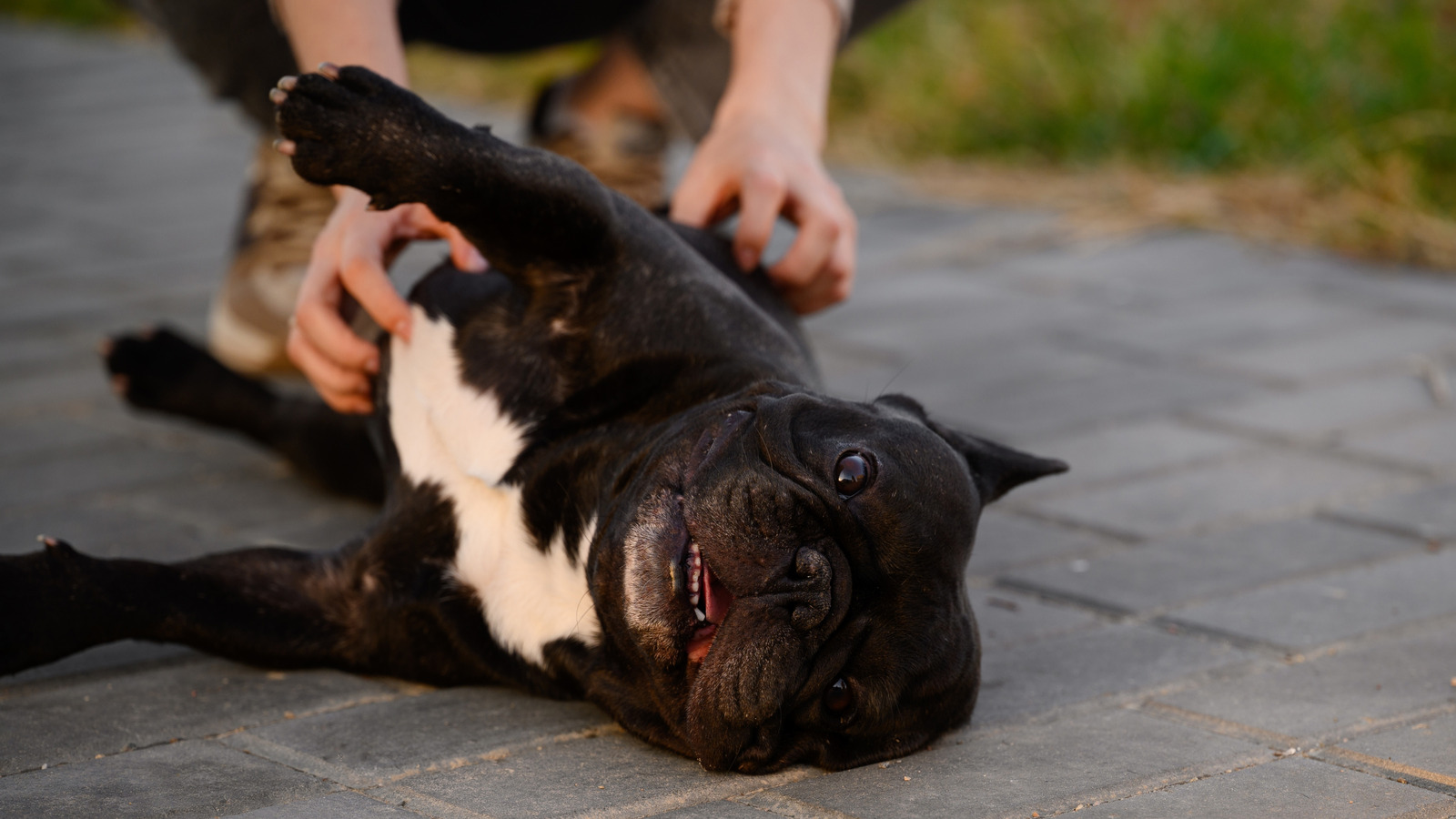 Can Your Dog Actually Faint From Happiness? Here's What We Know