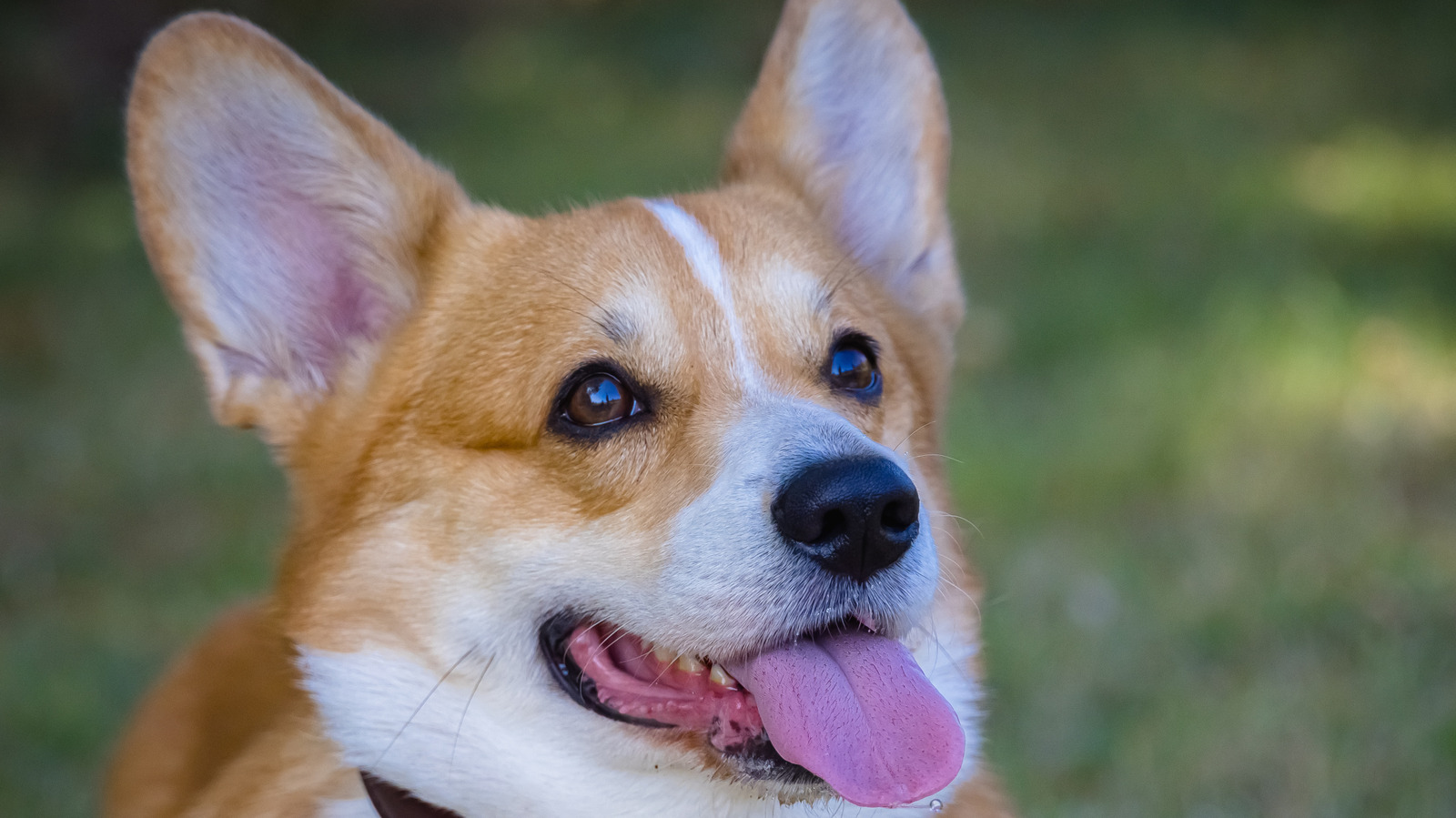 Corgis Race During College Basketball Game And The Winner Has Us ...