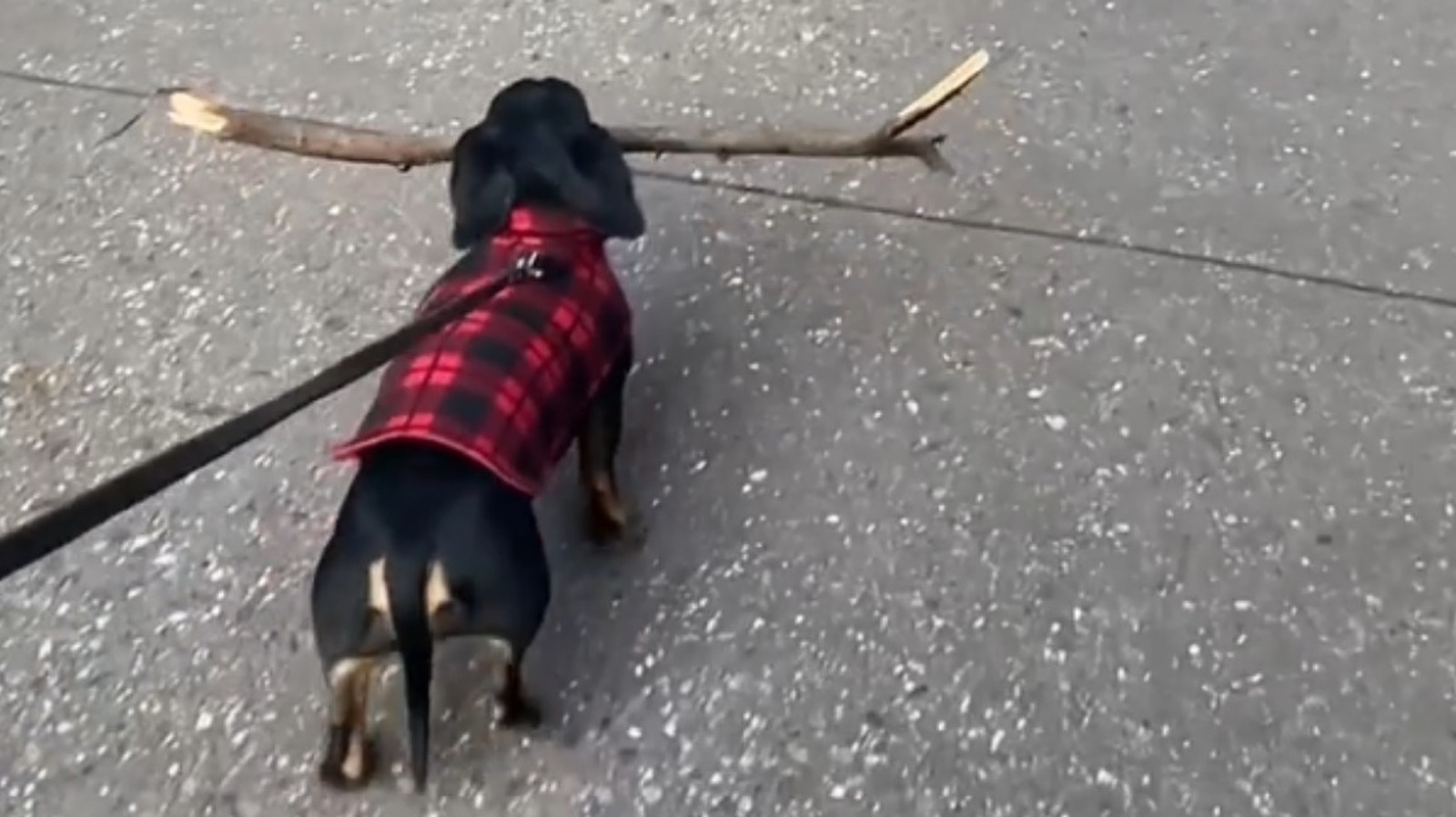 Dachshund Proudly Shows Off Big Stick That He Can Barely Get Through ...