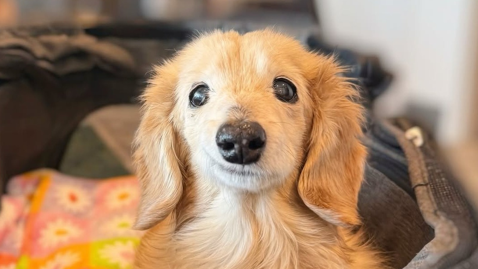 Dachshund's Permanent Smile Caused By Missing Tooth Will Make You Melt Instantly