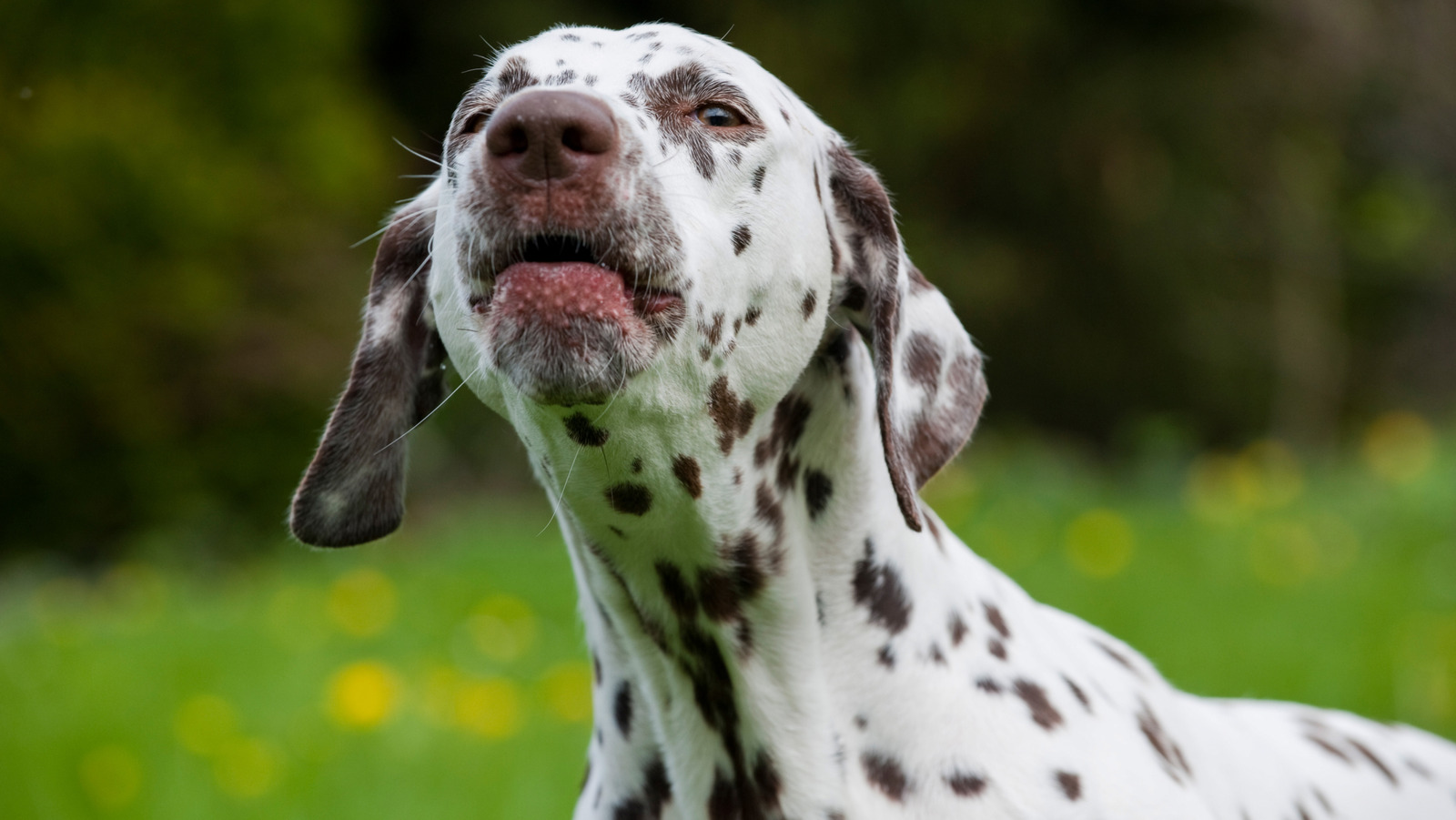 Dalmatian Sings Right Along With A Street Performer In Such A Wholesome ...
