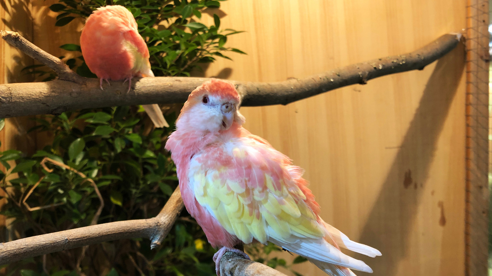 Differences Between Male Female Rosy Bourke s Parakeets