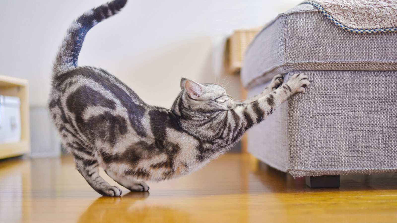 DIY The Coolest Kitty Scratch Board With An Item You Already Own