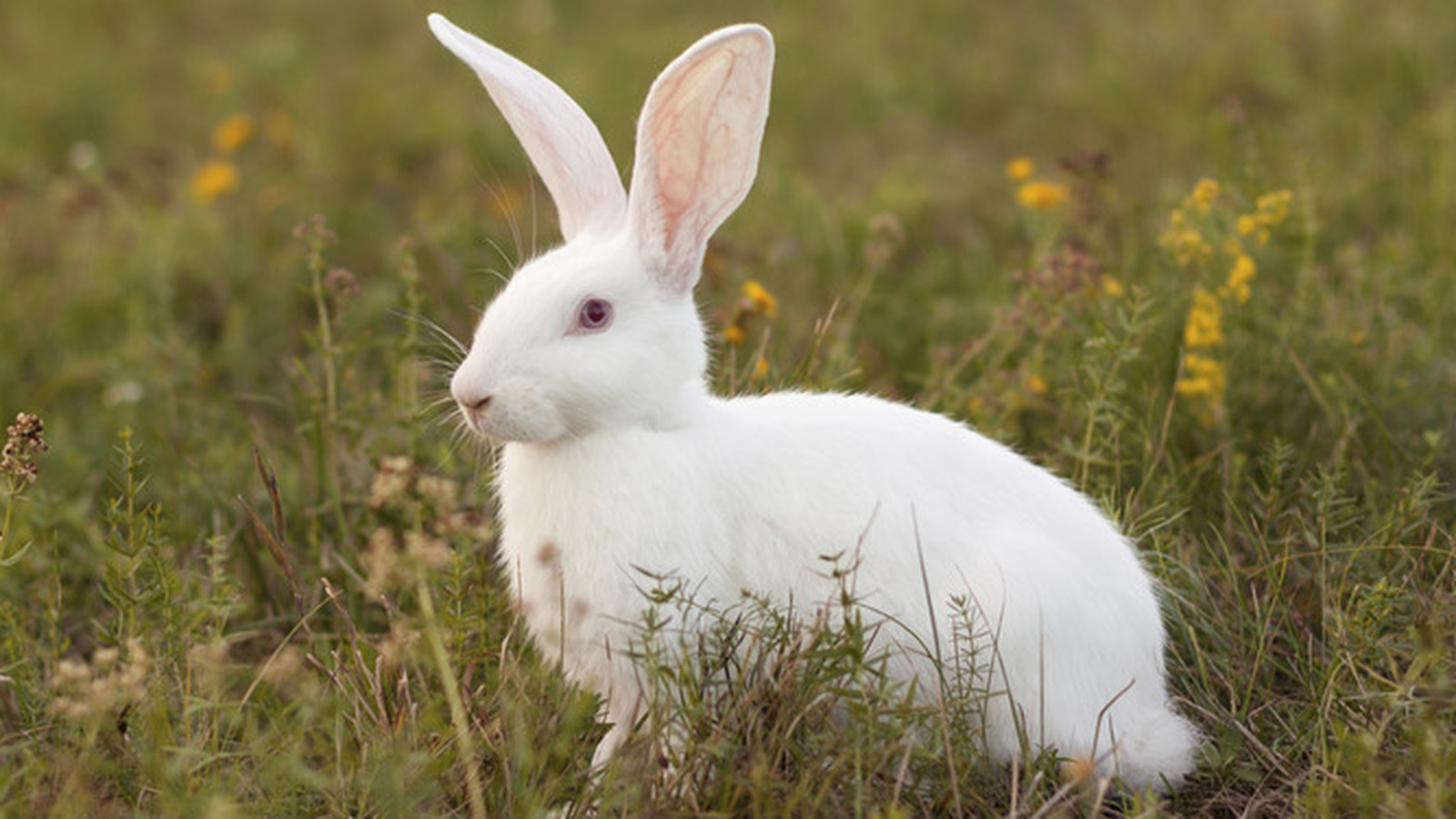 Do You Have An Albino Bunny? Here's Your Guide To Albino Rabbits ...