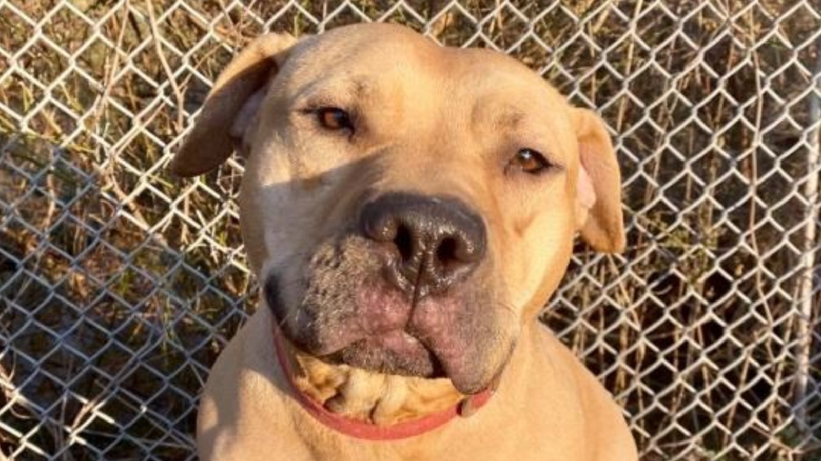Dog Stuck In Shelter For More Than 2,000 Days Has The Most ...