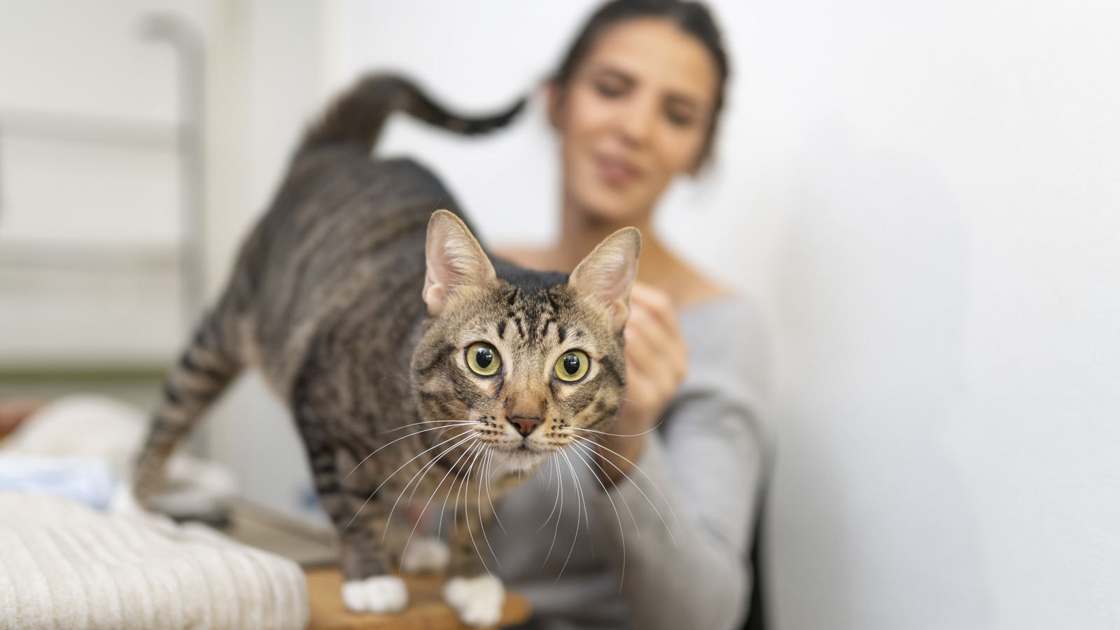 Don't Ignore These Subtle Body Language Cues When Petting Your Cat