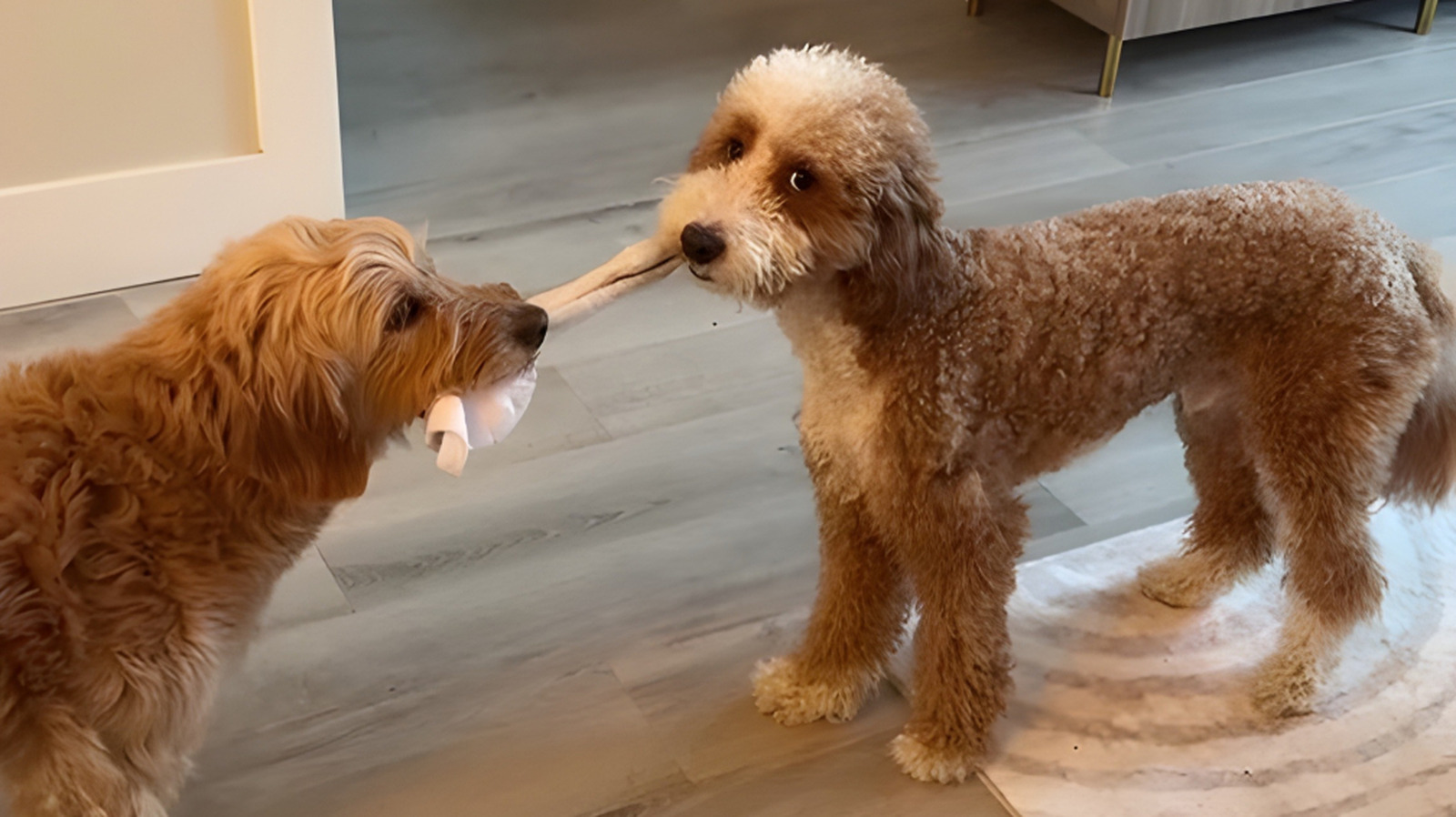 Doodle Siblings' Game Of Tug-Of-War Is Unlike Any You've Seen Before