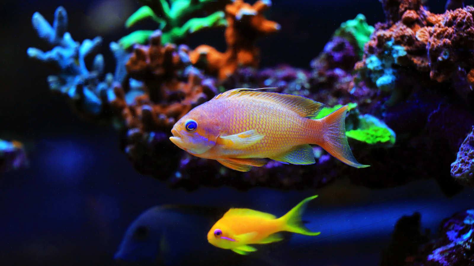 Fish You Should Think Twice About Before Adding To Your Aquarium