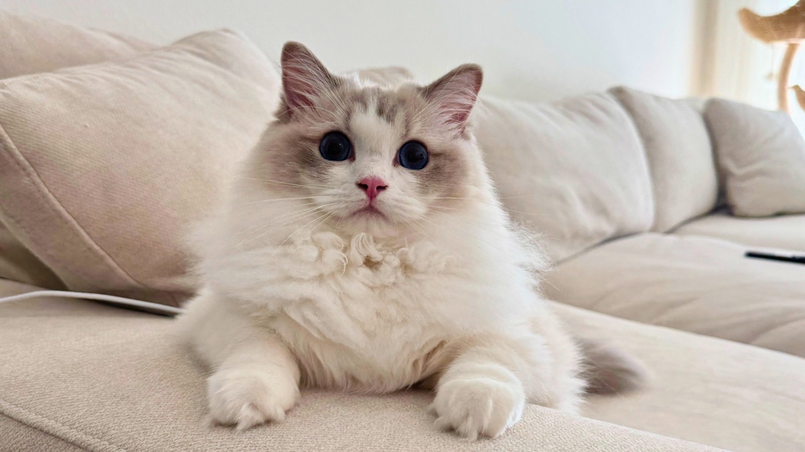 Fluffy Ragdoll Cat With The 'Girliest Meows Ever' Looks Like A Real ...