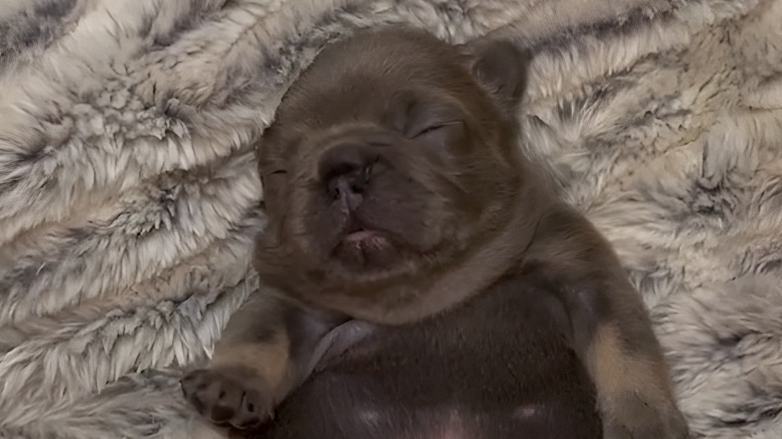 French Bulldog Puppy That Looks Like A Sleepy Little Potato Will Win ...
