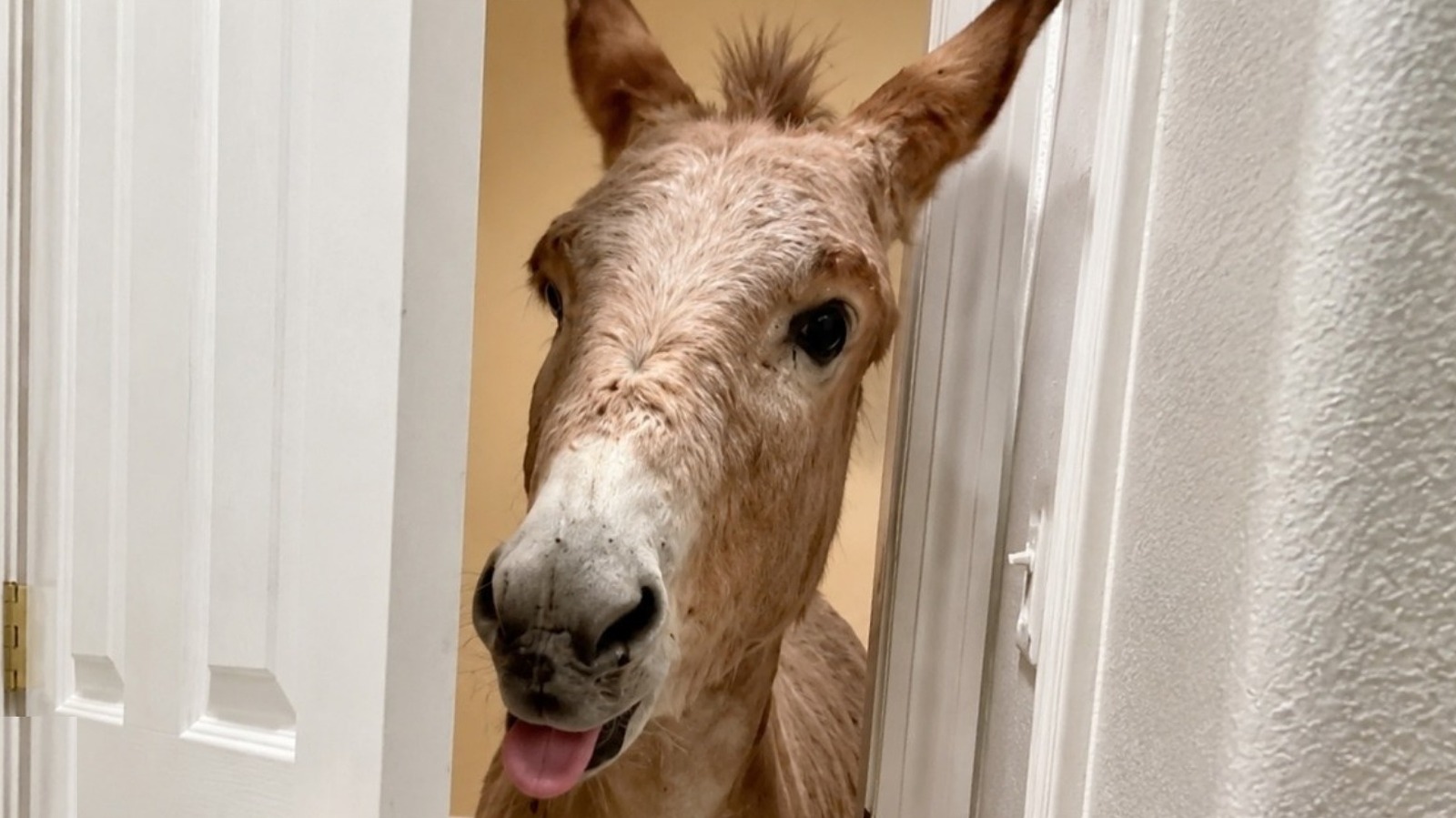From Stray To Spoiled: The Luxury Life Of Alfredito, The Rescued 'Wild ...