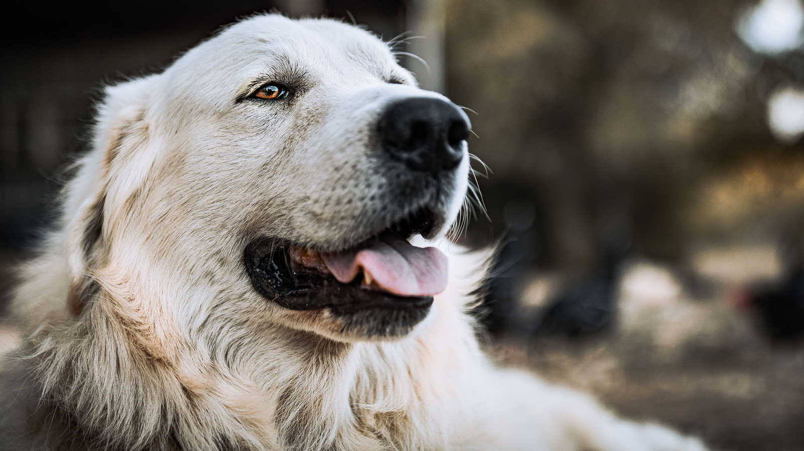 Great Pyrenees Becomes The 'Best Dog' For Taking In An Unexpected Farm ...