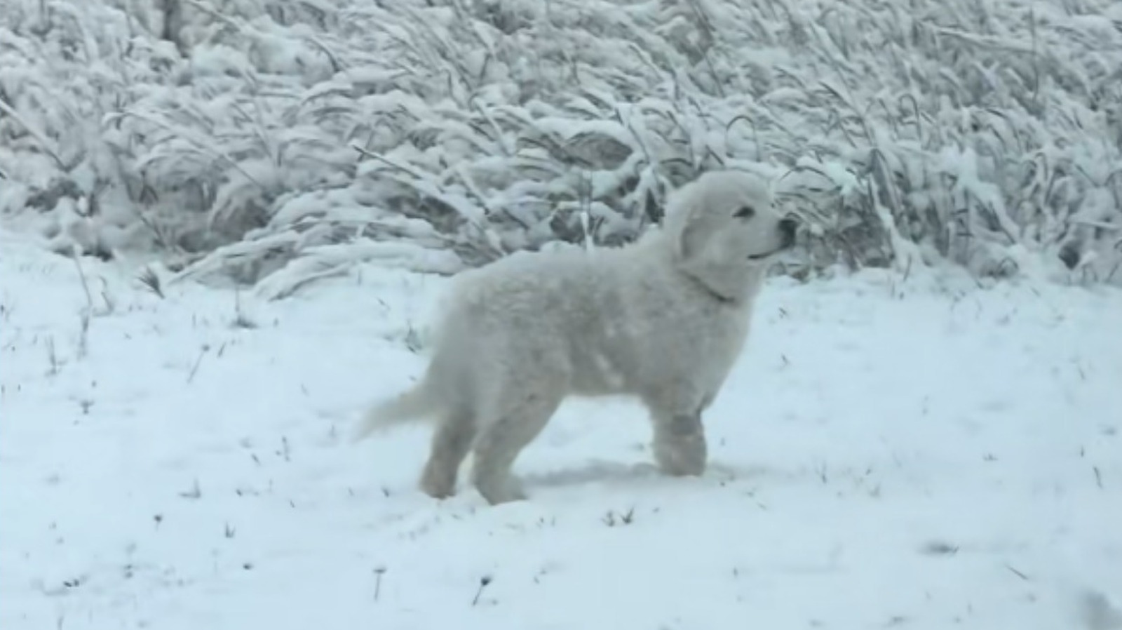 Great Pyrenees Puppy Experiencing First Snowfall Is Giving People The Feels