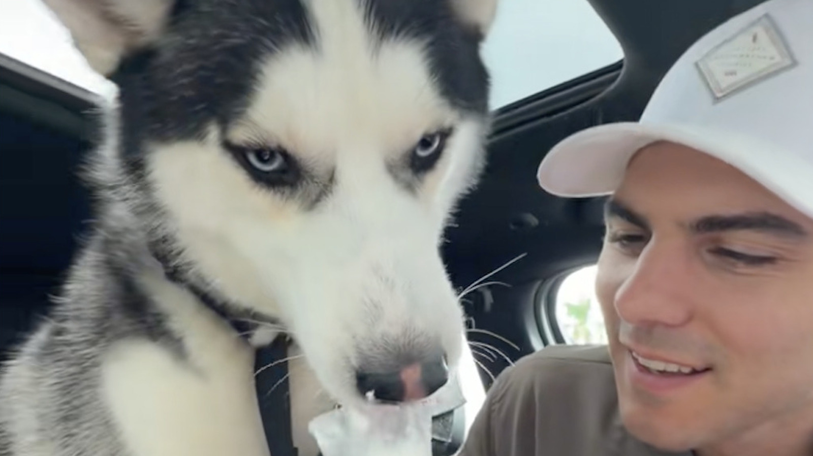 Hearts Melt At The Emotional Story Behind This Husky Puppy Licking Up A ...