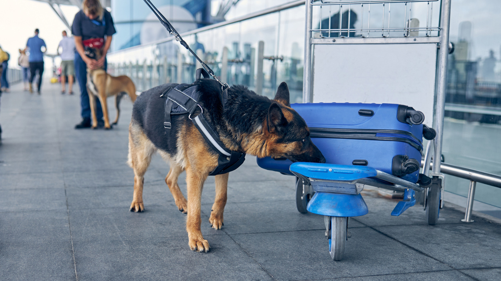 Here's How A Dog Is Able To Detect A Bomb
