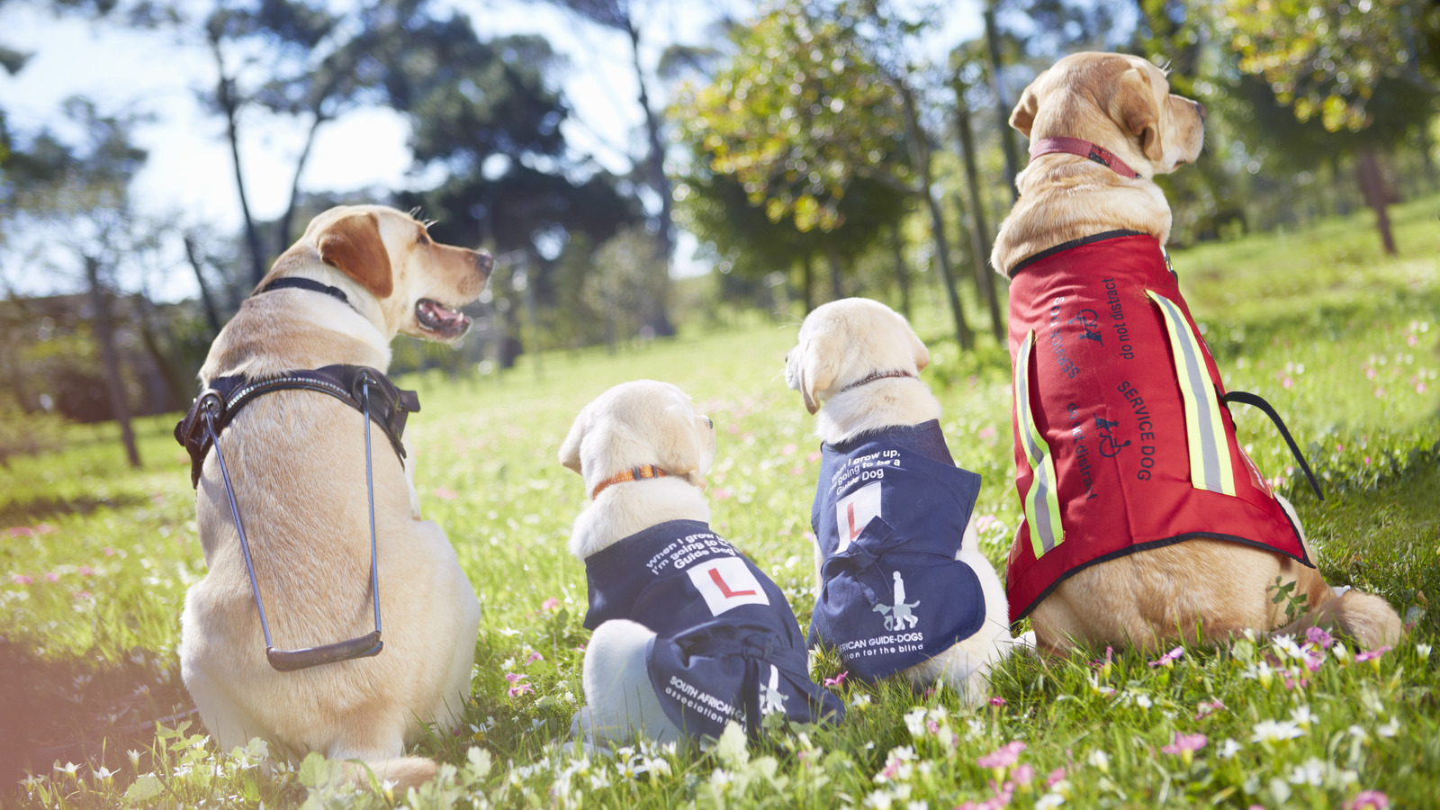 How Some Service Dogs Know You're About To Have A Seizure (And What They Do About It)