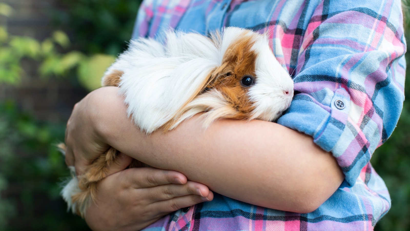 Here's How Much Money You'll Spend On A Pet Guinea Pig Every Month
