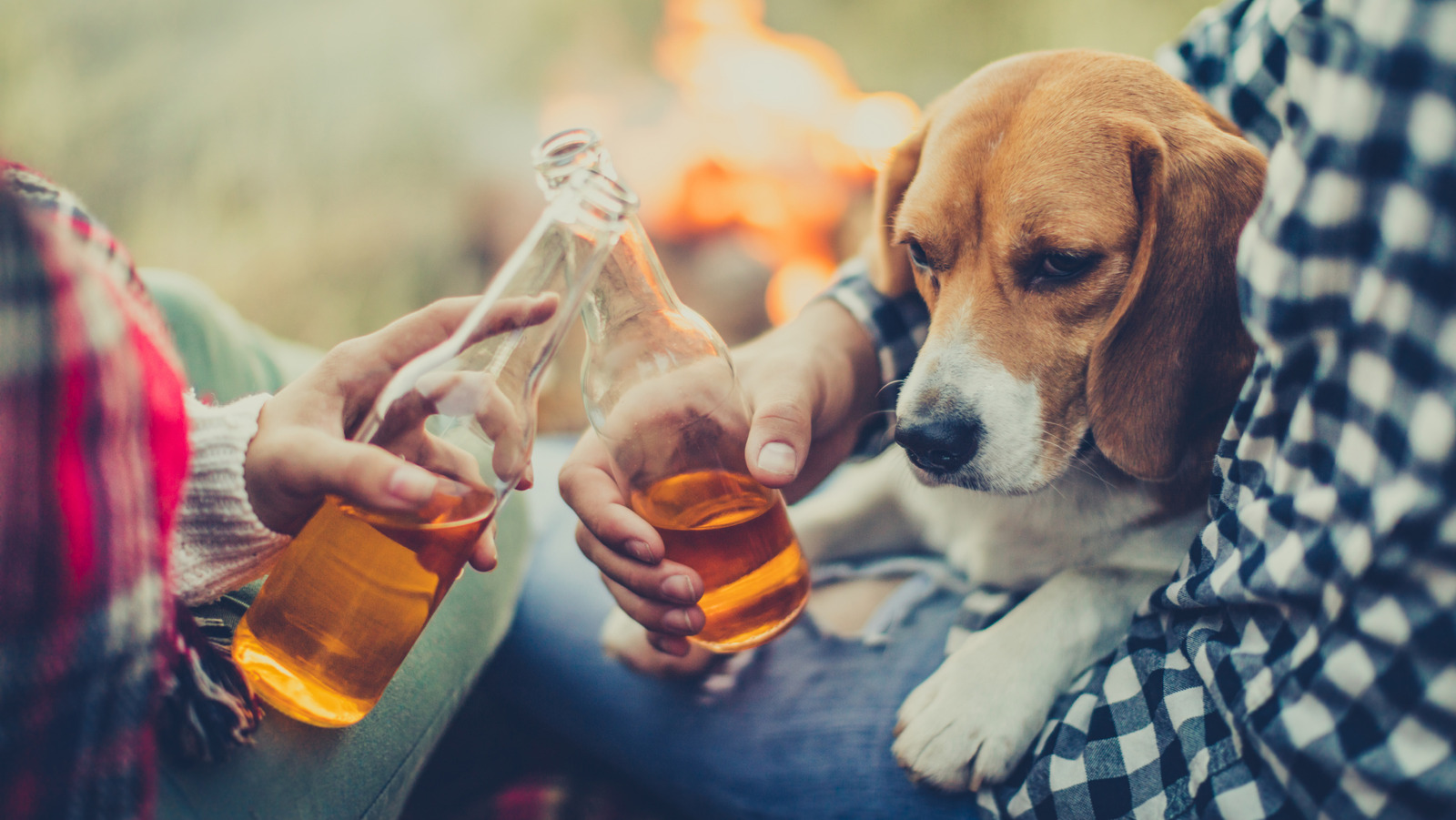 Here's What Really Happens If A Dog Drinks Alcohol